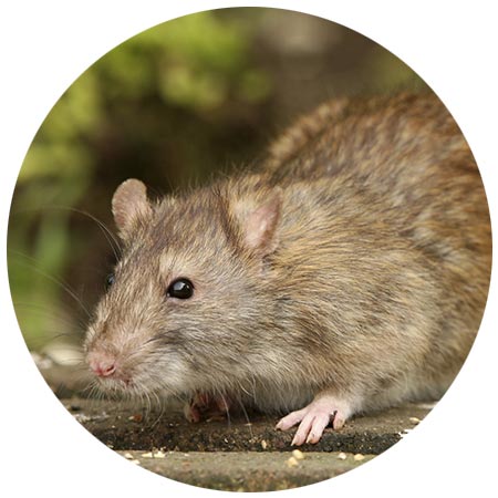 Pest Control Scottsdale | Best Exterminators Near You - A Bee & Pest Pro