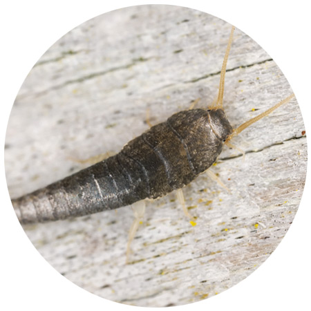 Pest Control Scottsdale | Best Exterminators Near You - A Bee & Pest Pro